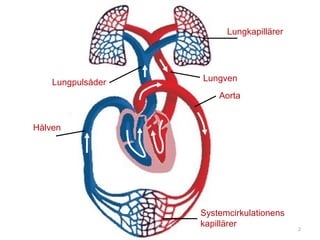 Pulmonell arteriell hypertension | PPT
