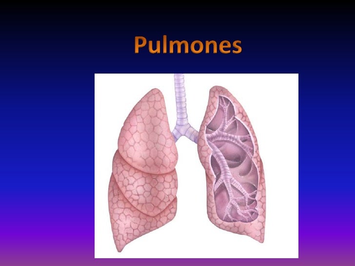 Pulmones