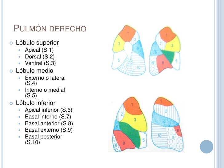 Pulmones