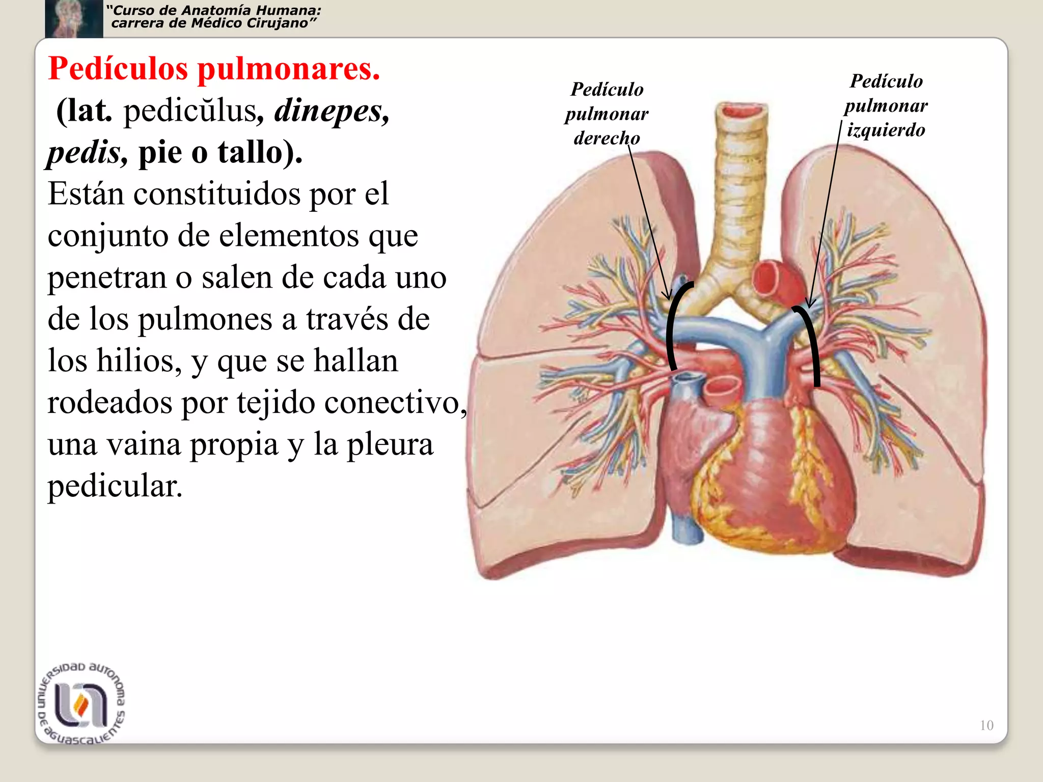 Pulmones | PPT