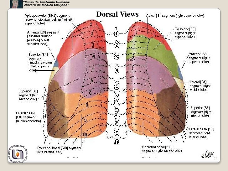 Pulmones