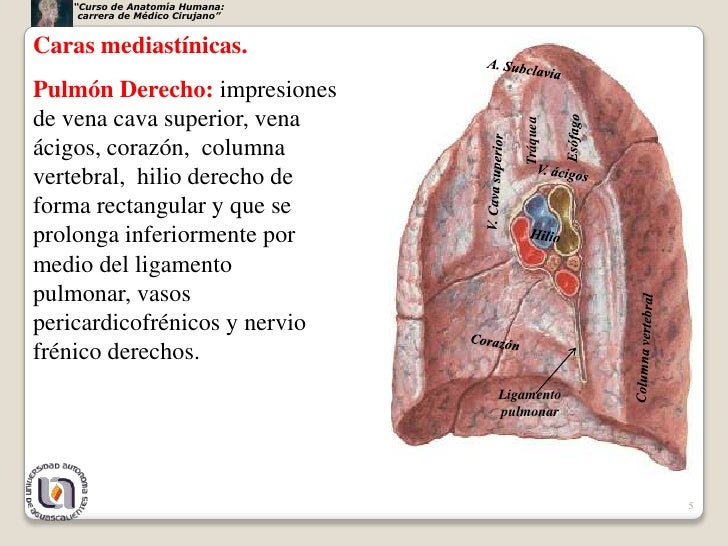 Pulmones