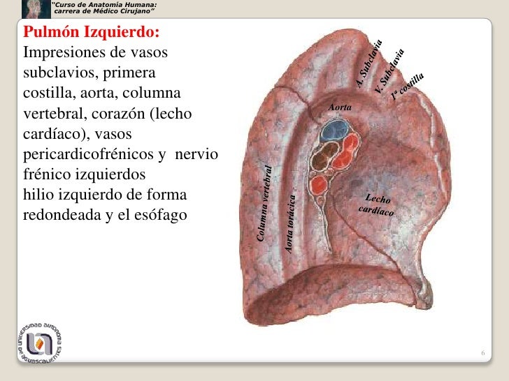 Pulmones