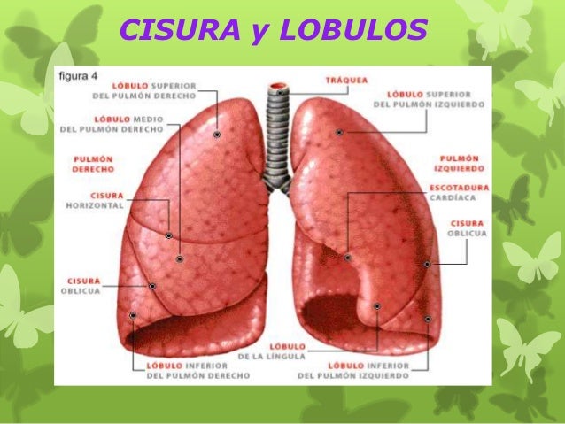 Pulmones