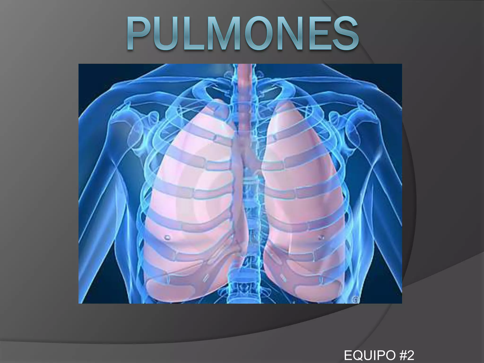 Anatomía Del Pulmón Ppt