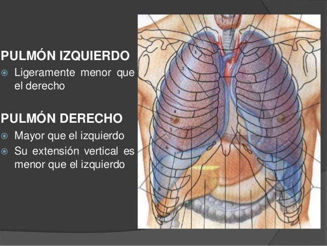 Pulmones