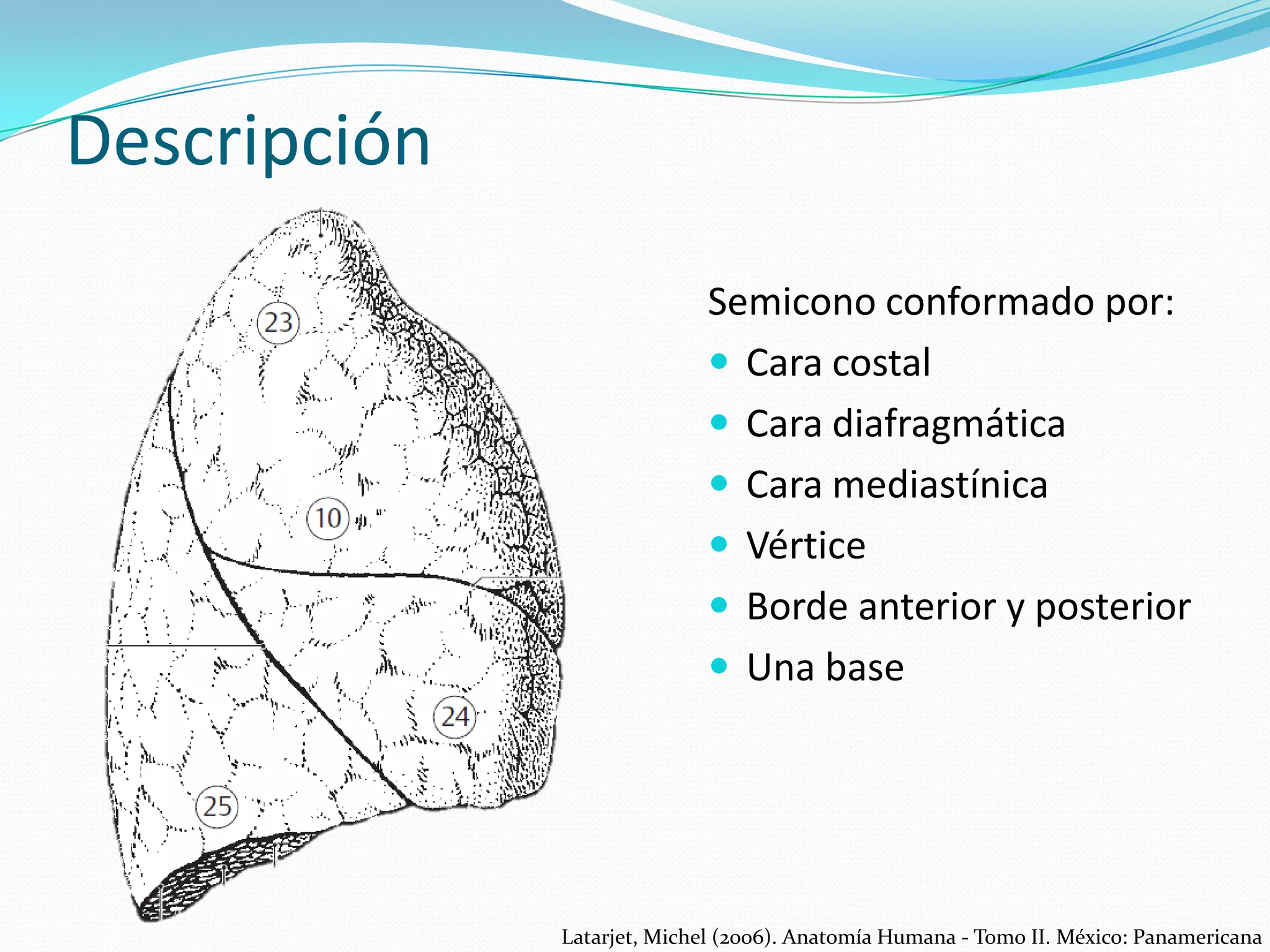 Anatomía de Pulmones | PPTX