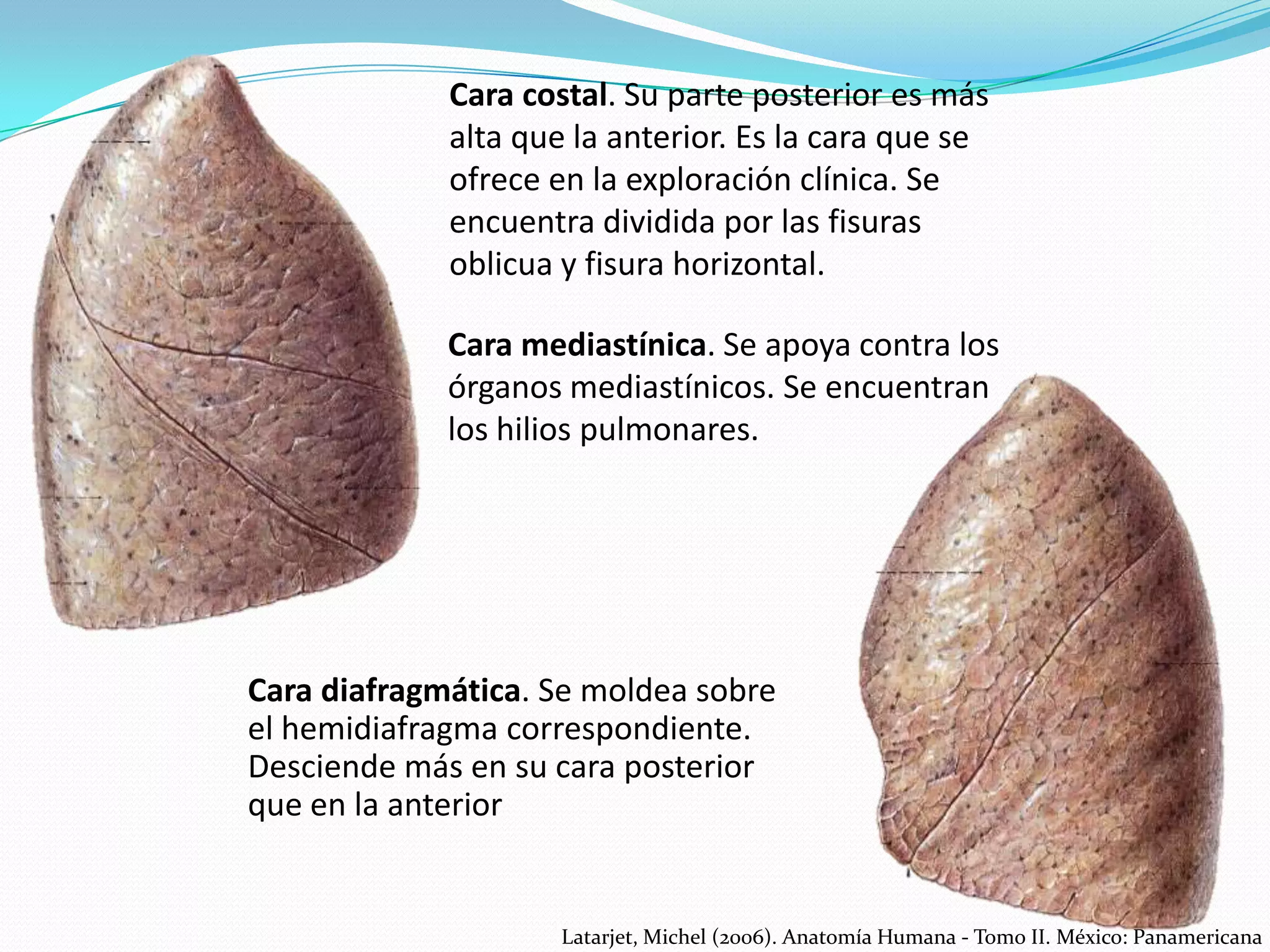 Anatomía de Pulmones | PPTX