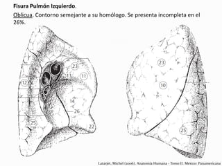 Anatomía de Pulmones | PPTX