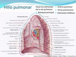 Anatomía de Pulmones | PPTX