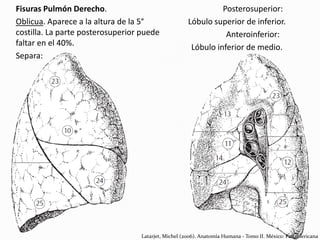 Anatomía de Pulmones | PPTX