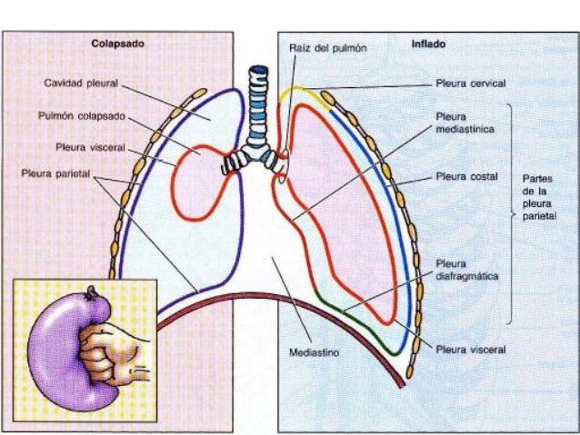 anatomia pulmonar