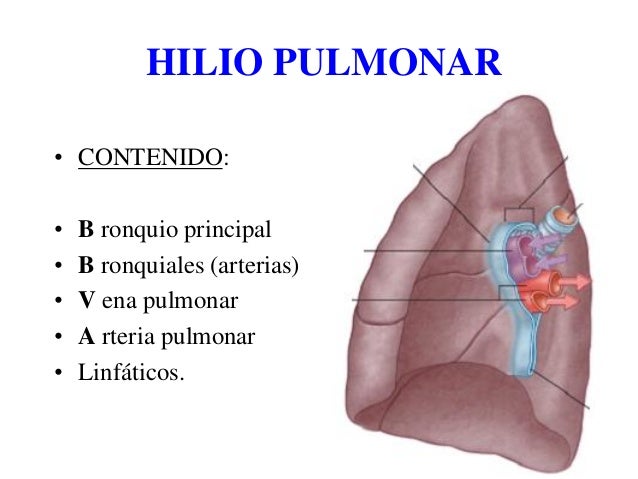 anatomia pulmonar