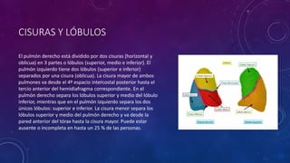 Pulmones | PDF