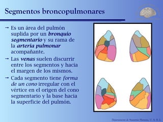 ANATOMIA PULMONAR PULMONES PULMONAR .ppt