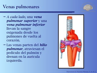 ANATOMIA PULMONAR PULMONES PULMONAR .ppt