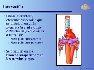 ANATOMIA PULMONAR PULMONES PULMONAR .ppt