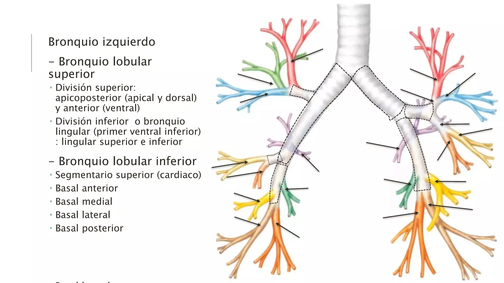 Pulmones y bronquios | PPTX