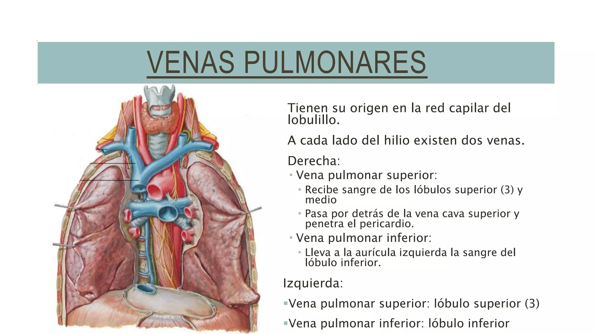 Pulmones y bronquios | PPTX