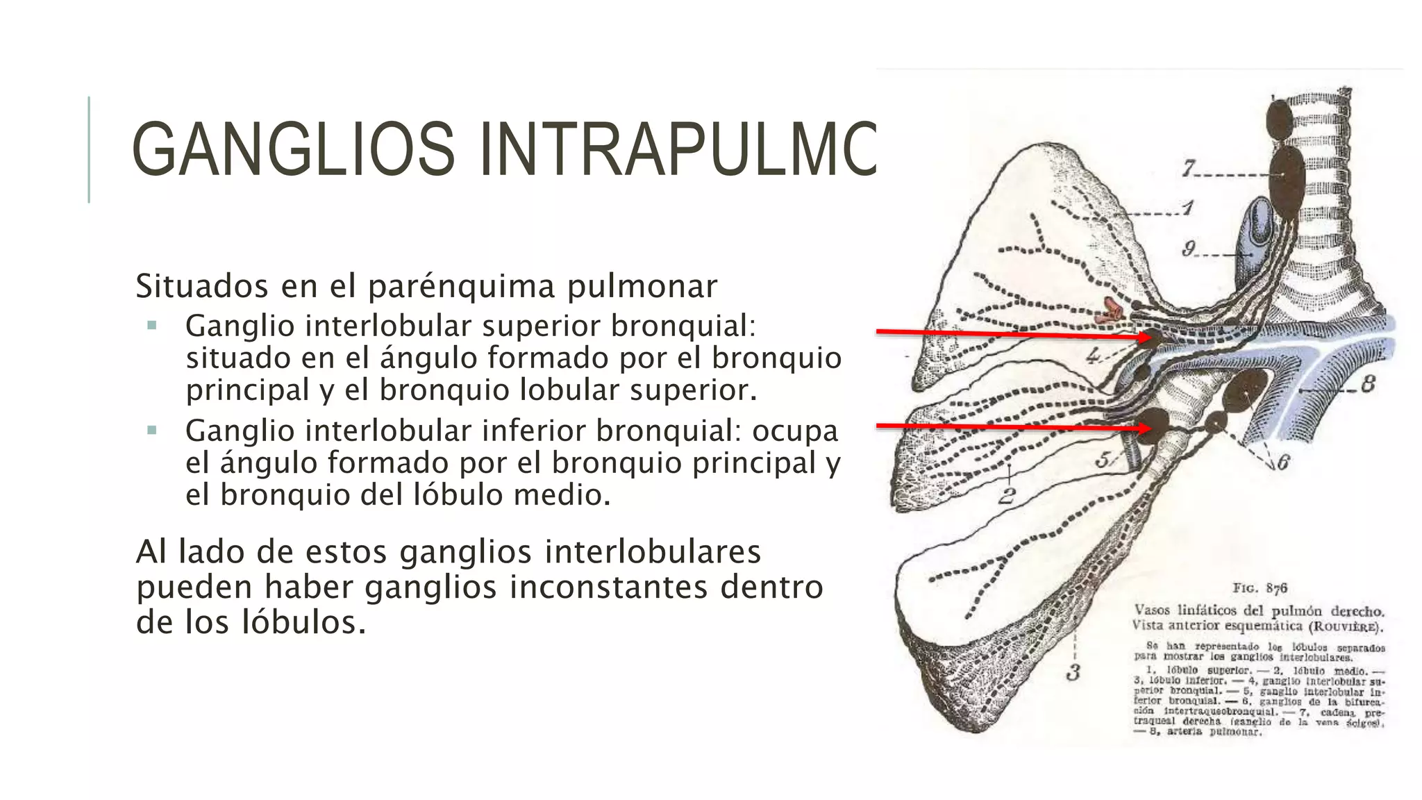 Pulmones y bronquios | PPTX