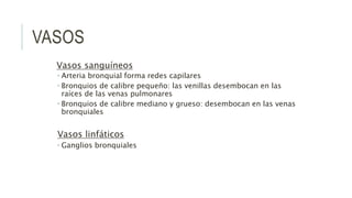Pulmones y bronquios | PPTX