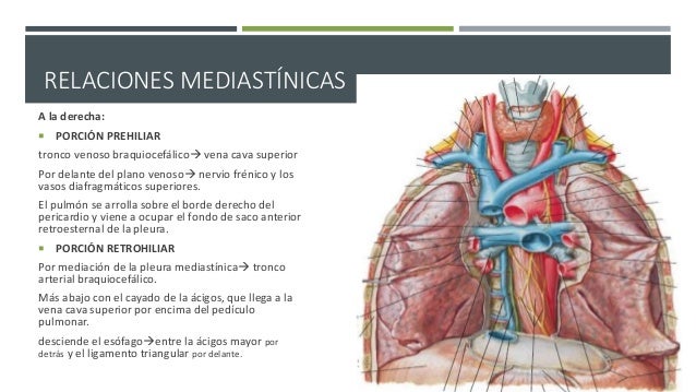Pulmones y bronquios