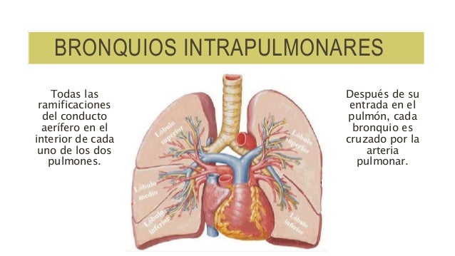 Pulmones y bronquios