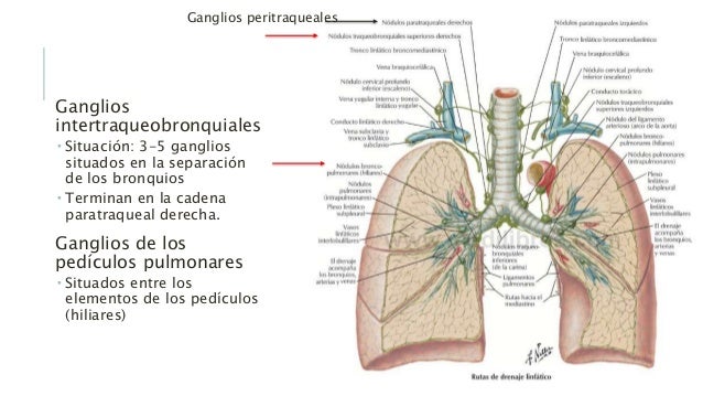 Pulmones y bronquios