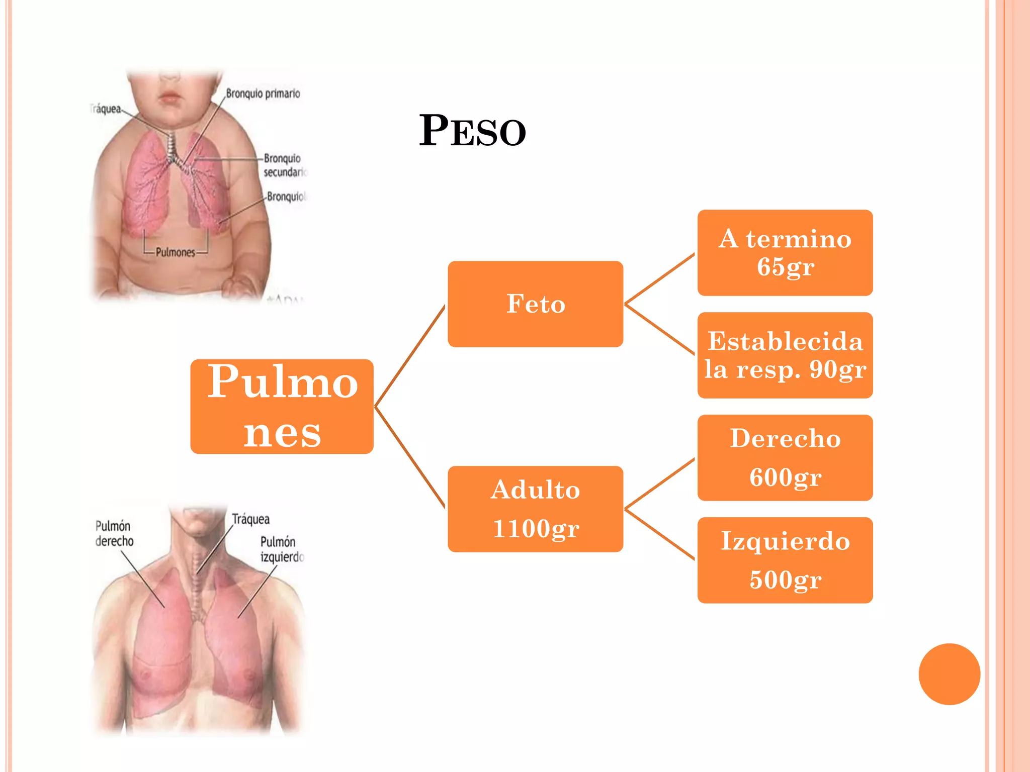 Pulmones anatomia
