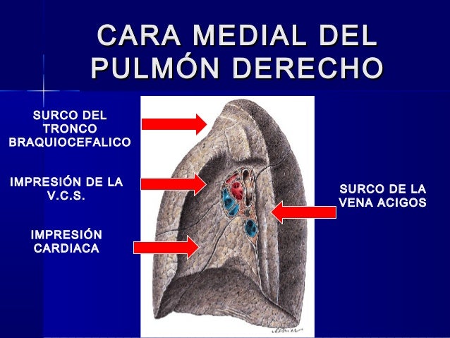 ANATOMÍA HUMANA II - PULMONES - DR F. FARFÁN