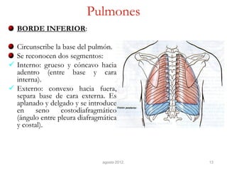 Pulmones y pleuras | PDF