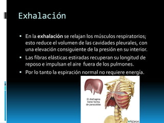 Pulmones y pleuras histo | PPTX