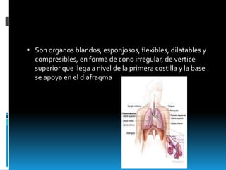 Pulmones y pleuras histo | PPTX
