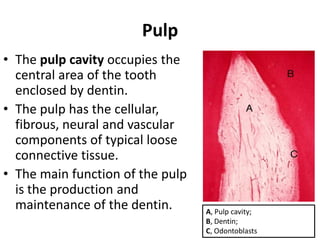 Pulp | PPT