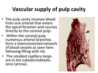 Pulp | PDF