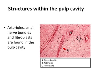 Pulp | PDF | Dental Health | Diseases and Conditions