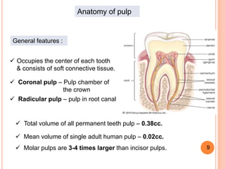 Pulp | PPTX
