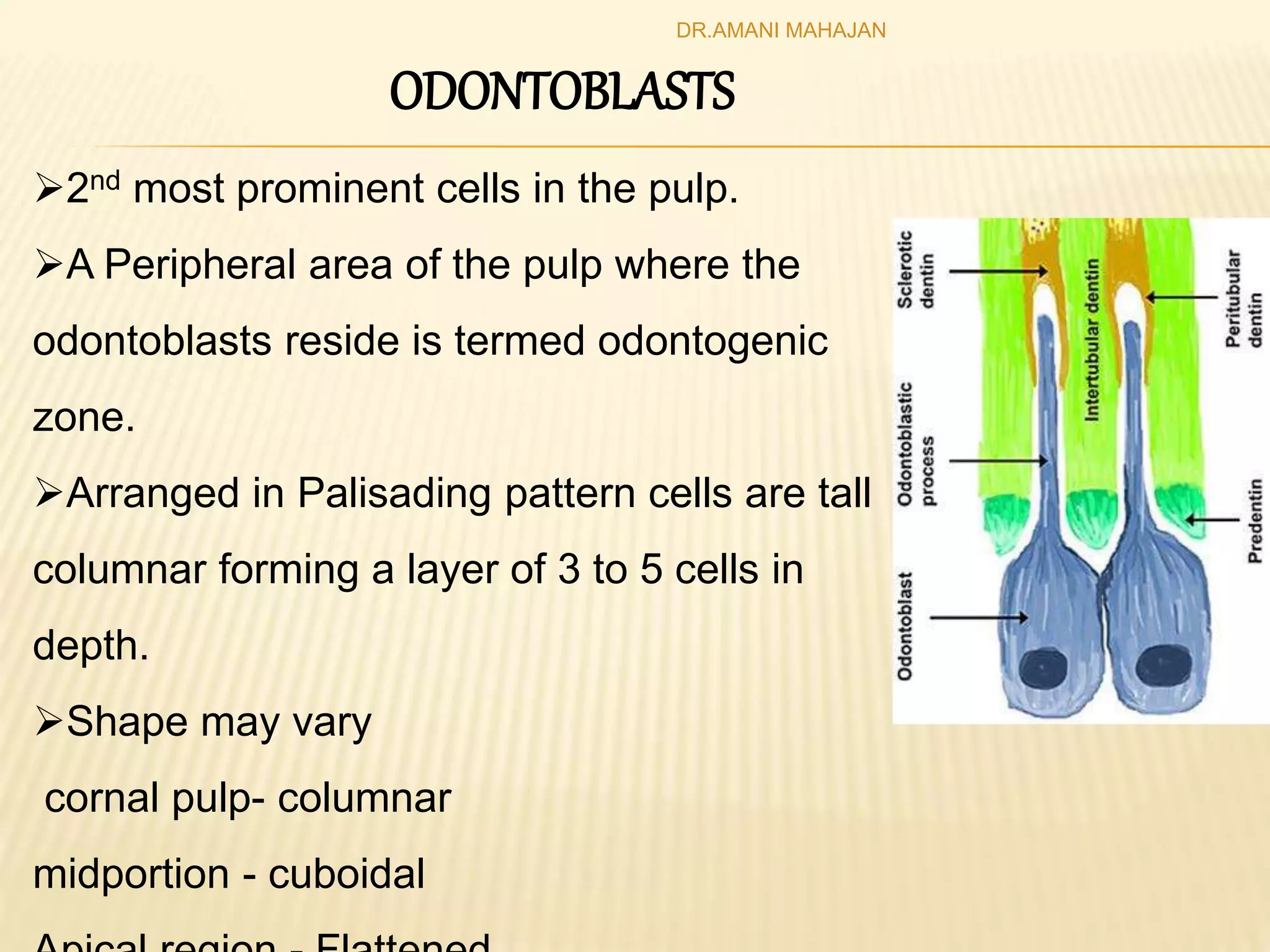 dental pulp for BDS | PPTX | Dental Health | Diseases and Conditions