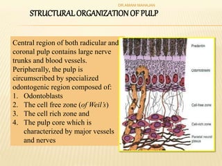 dental pulp for BDS | PPTX | Dental Health | Diseases and Conditions