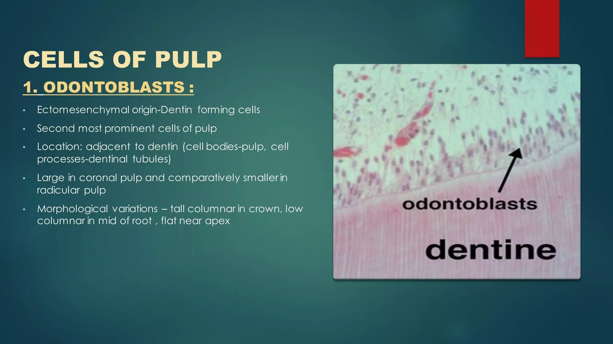 Pulp - structural components | PDF