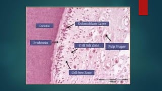 Pulp - structural components | PDF
