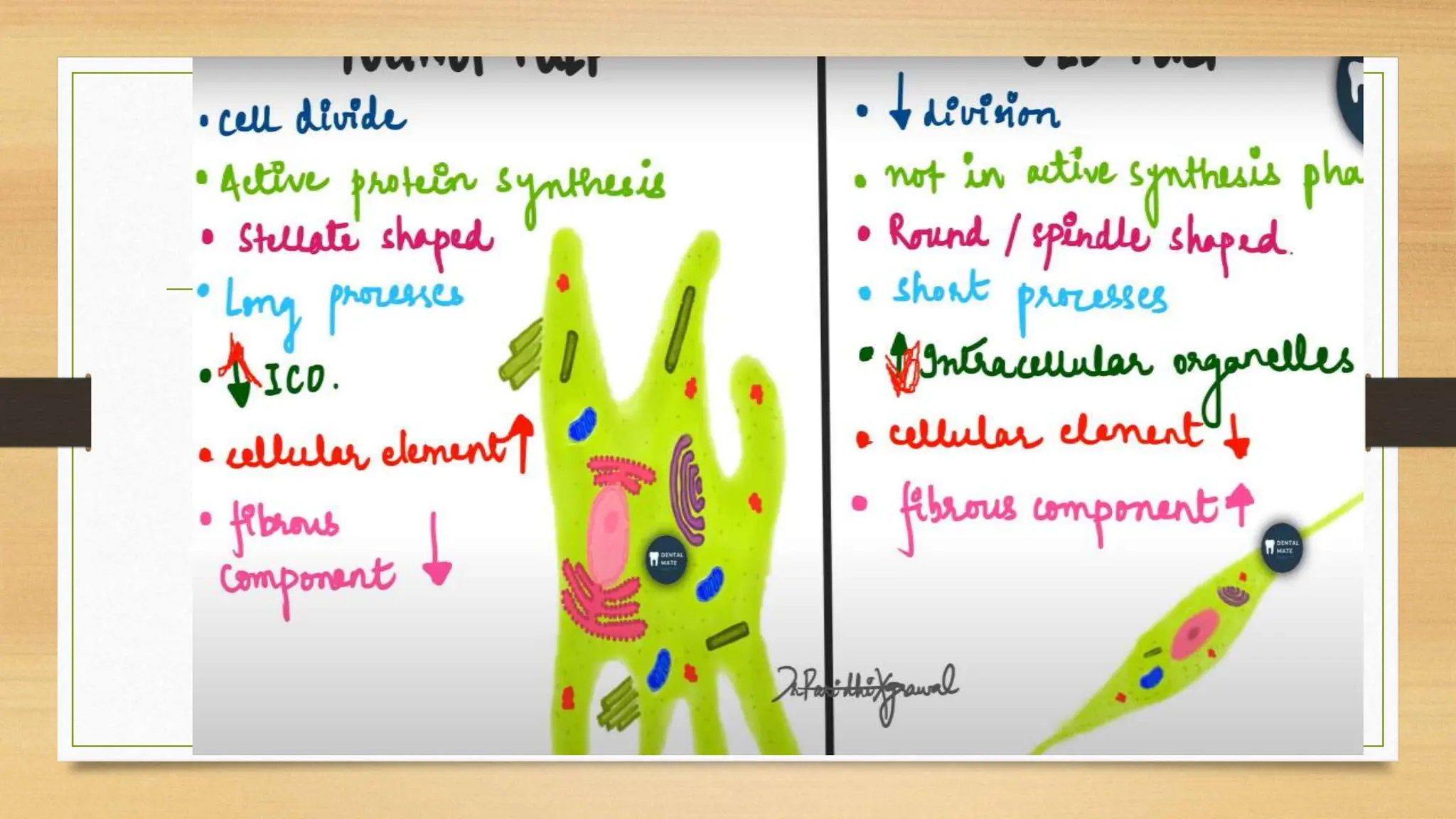 PULP and it's histology ,zones ,cells ,age changes and clinical ...