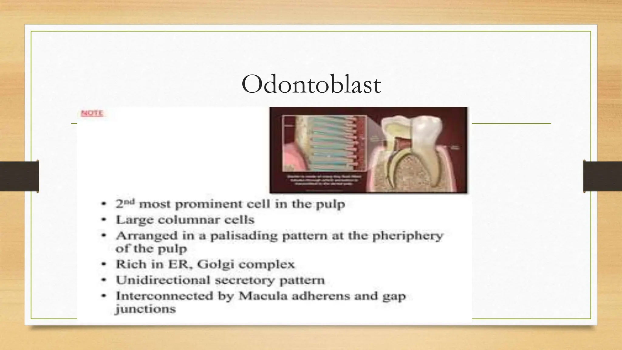 PULP and it's histology ,zones ,cells ,age changes and clinical ...