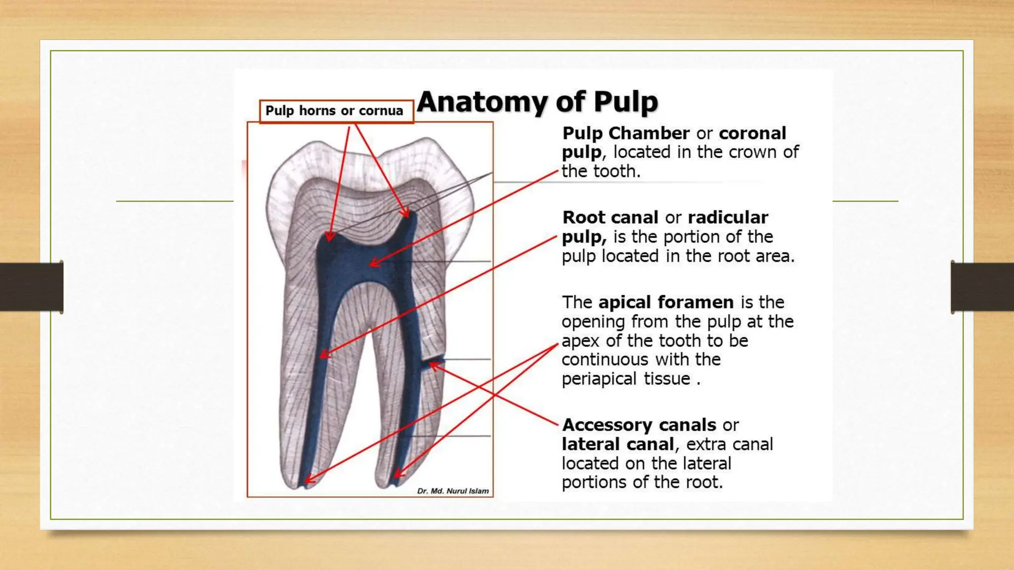 PULP and it's histology ,zones ,cells ,age changes and clinical ...