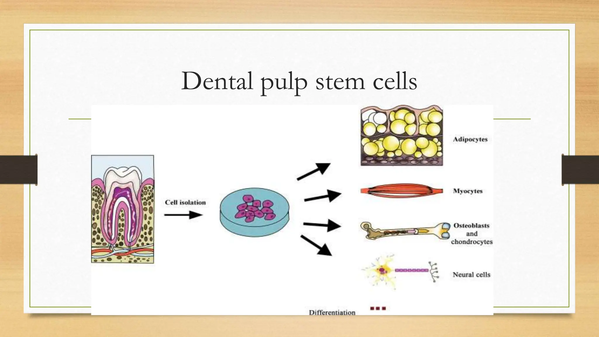 PULP and it's histology ,zones ,cells ,age changes and clinical ...