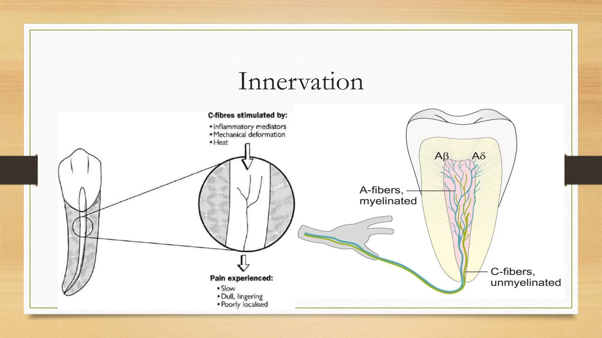 PULP and it's histology ,zones ,cells ,age changes and clinical ...