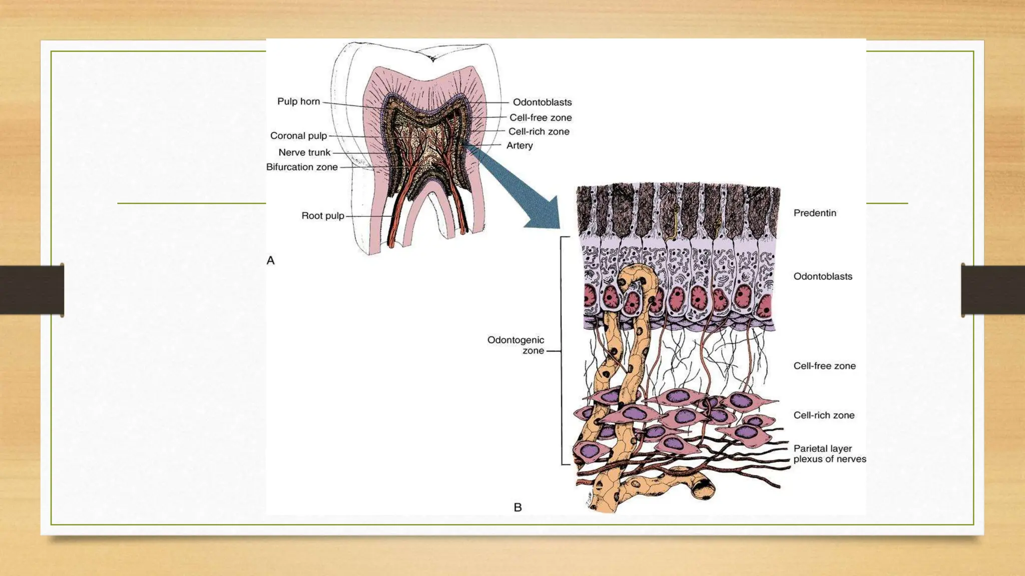 PULP and it's histology ,zones ,cells ,age changes and clinical ...