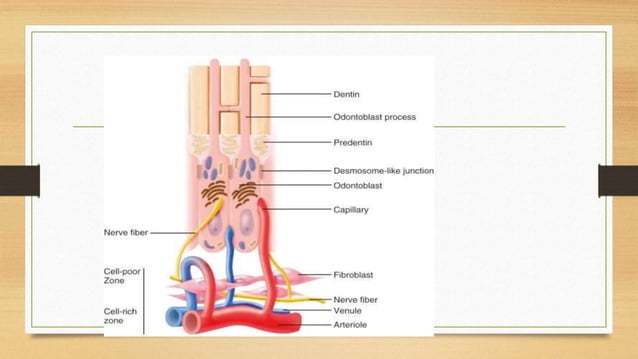PULP and it's histology ,zones ,cells ,age changes and clinical ...