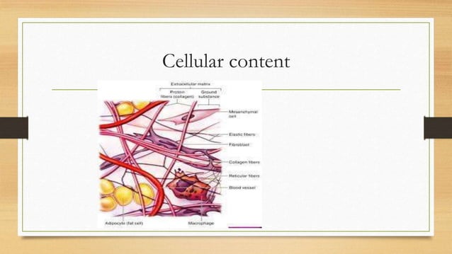 PULP and it's histology ,zones ,cells ,age changes and clinical ...
