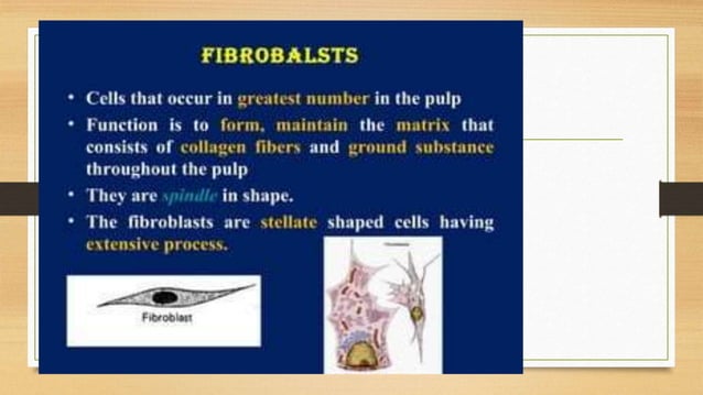 PULP and it's histology ,zones ,cells ,age changes and clinical ...